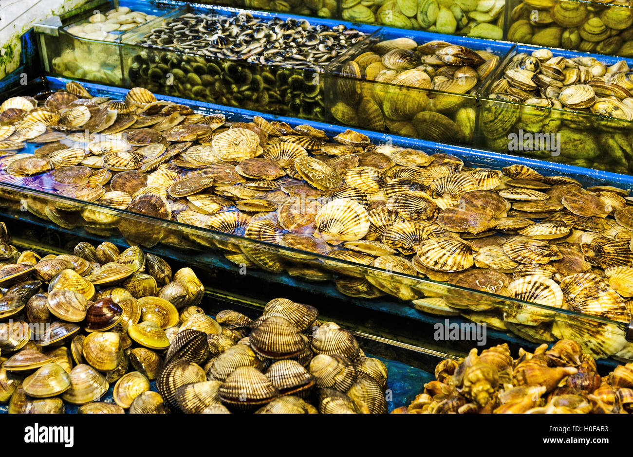 Arctic surf clams hi-res stock photography and images - Alamy