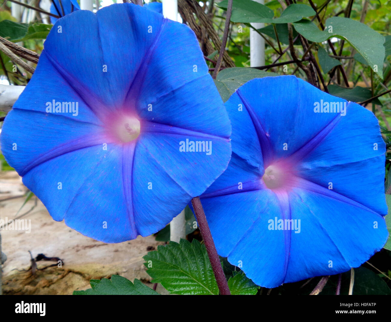 Two morning glories hi-res stock photography and images - Alamy