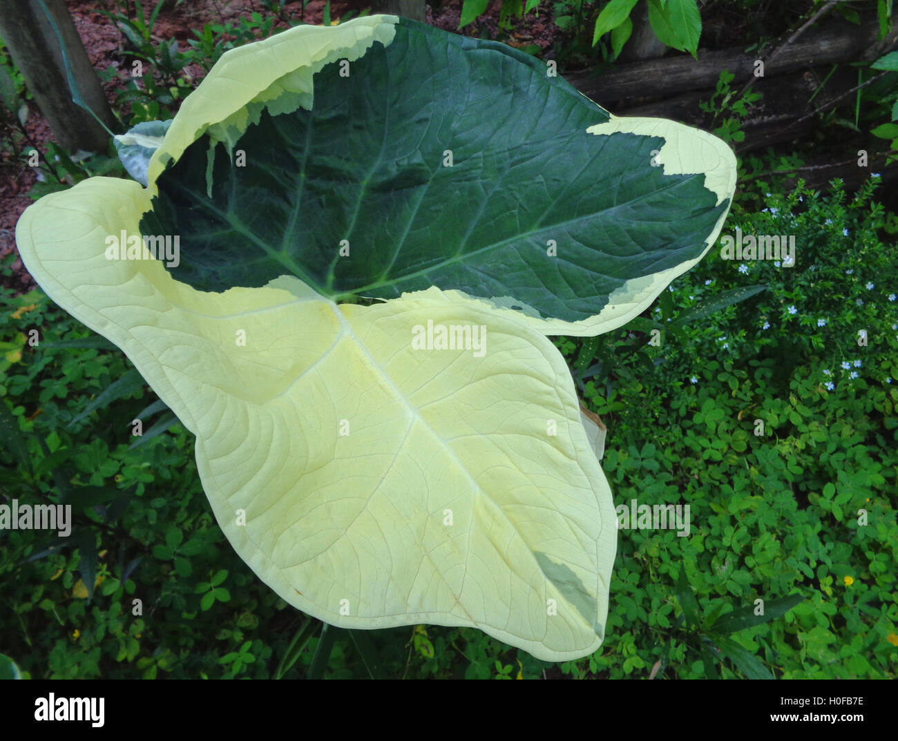 Light and Dark Green Two-tone Color Leaf, Close-up Stock Photo - Alamy