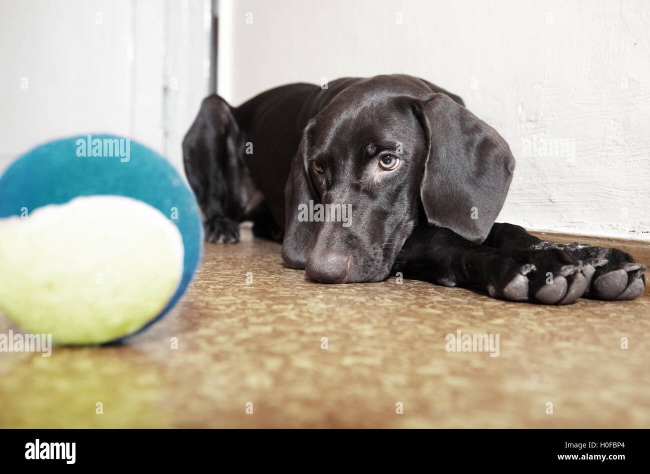 Dog and ball Stock Photo - Alamy