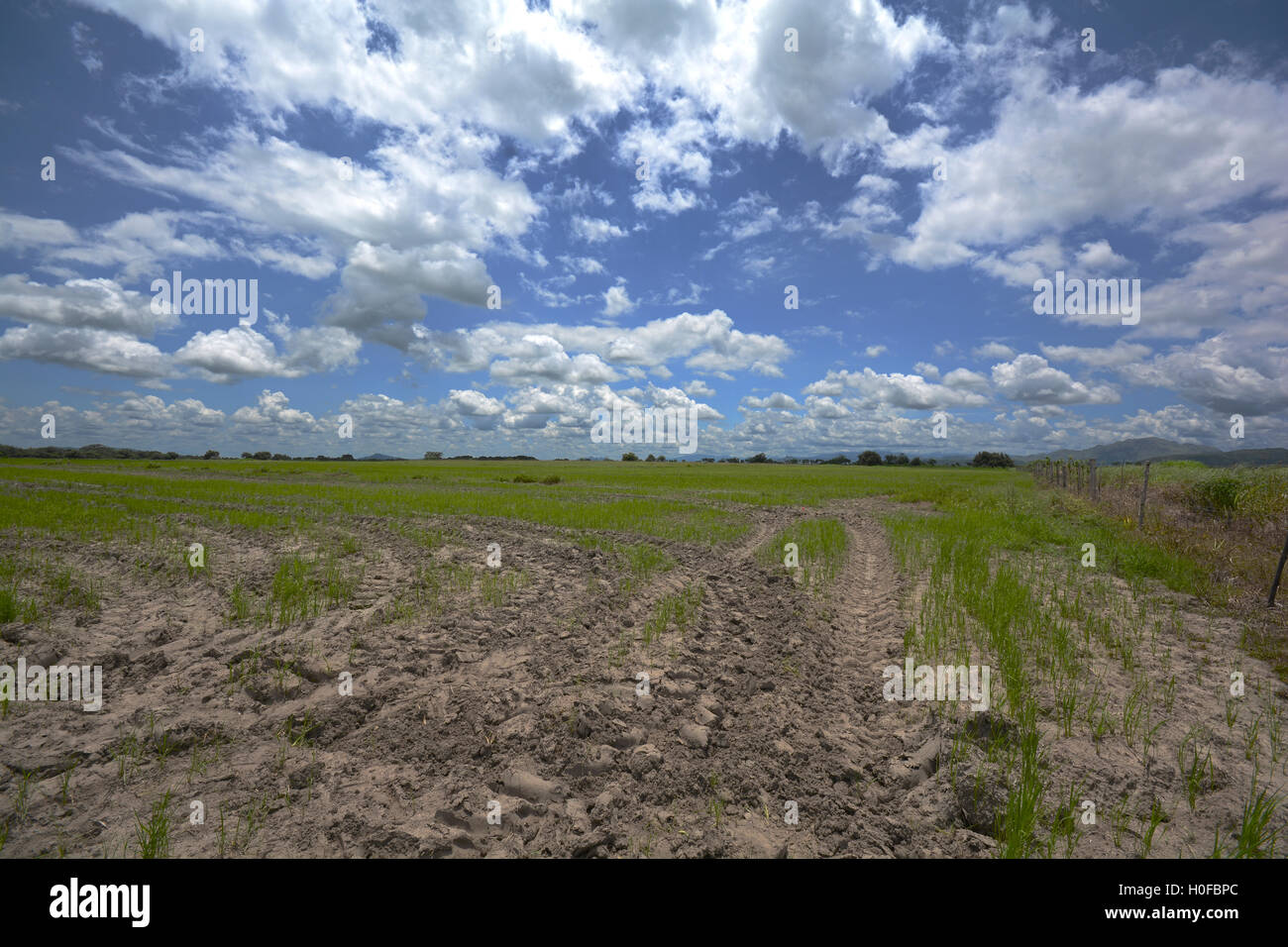 Planted Rice Field Stock Photo - Alamy