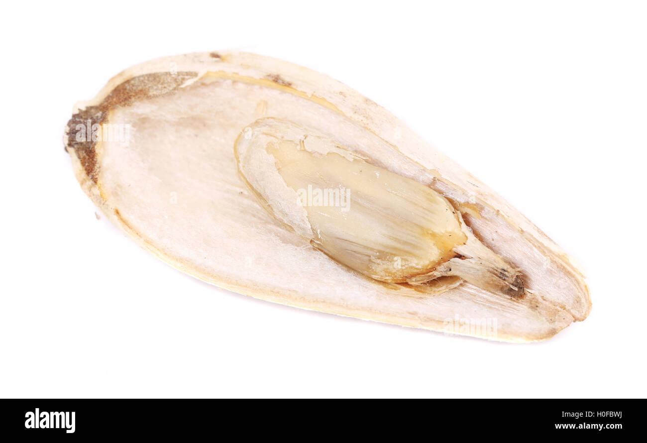 Open sunflower seed Stock Photo - Alamy