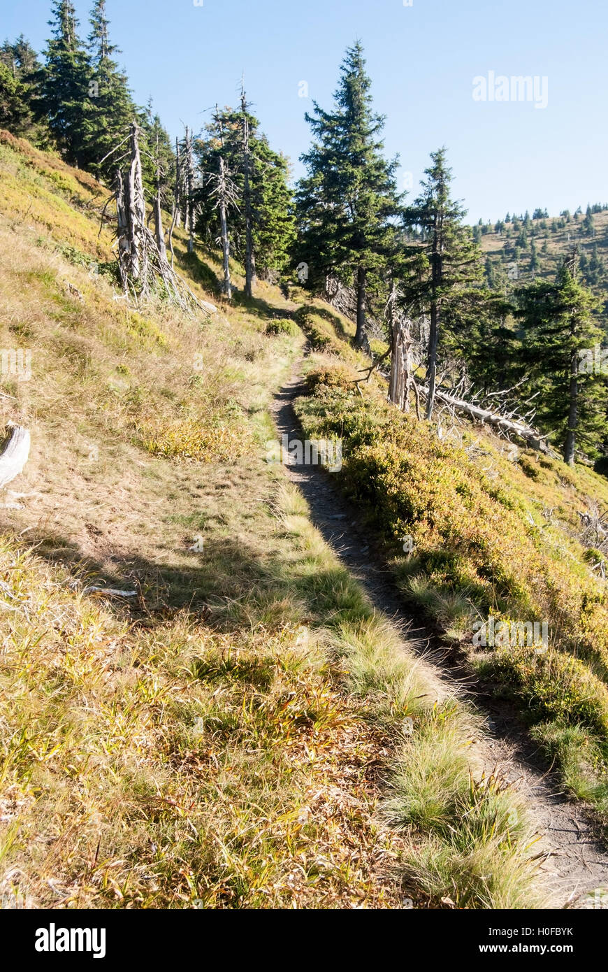 hiking trail on mountain meadow with trees and clear sky in summer ...