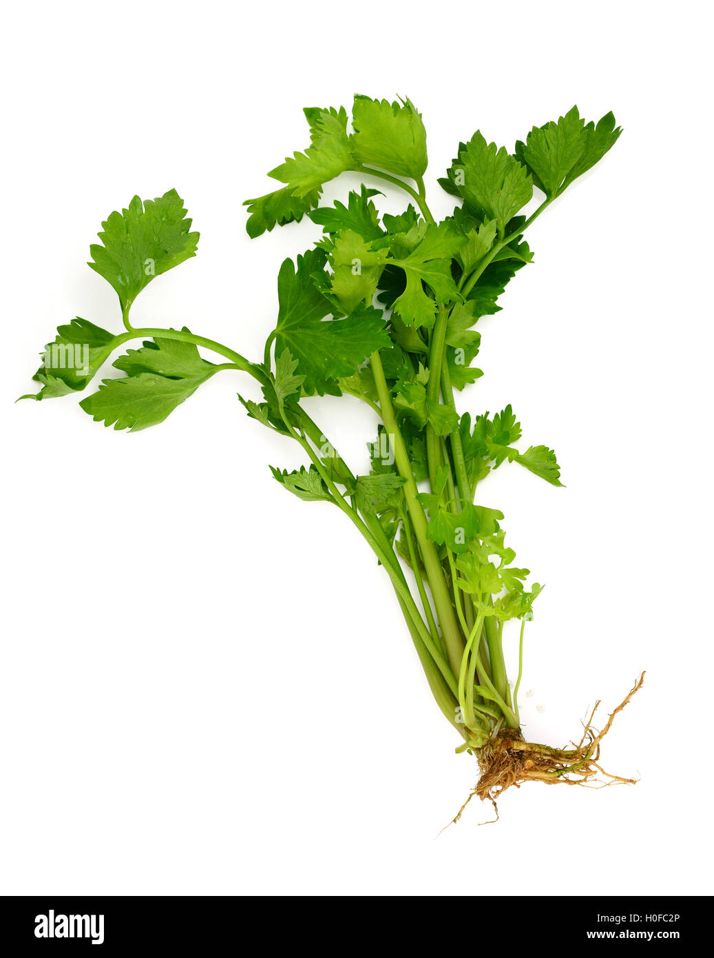 Bunch cilantro hi-res stock photography and images - Alamy