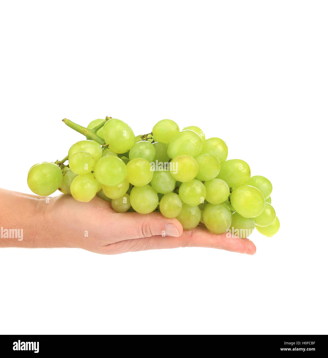 Grapes in hand Cut Out Stock Images & Pictures - Alamy