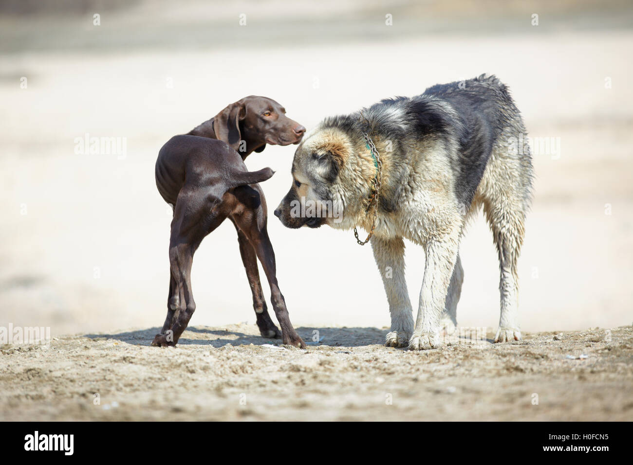 Two dogs meeting outdoors hi-res stock photography and images - Alamy