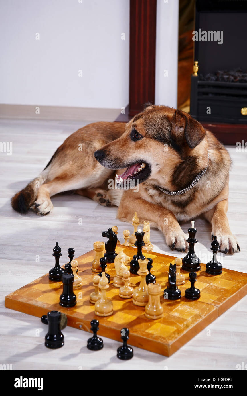 Dog chess set hi-res stock photography and images - Alamy