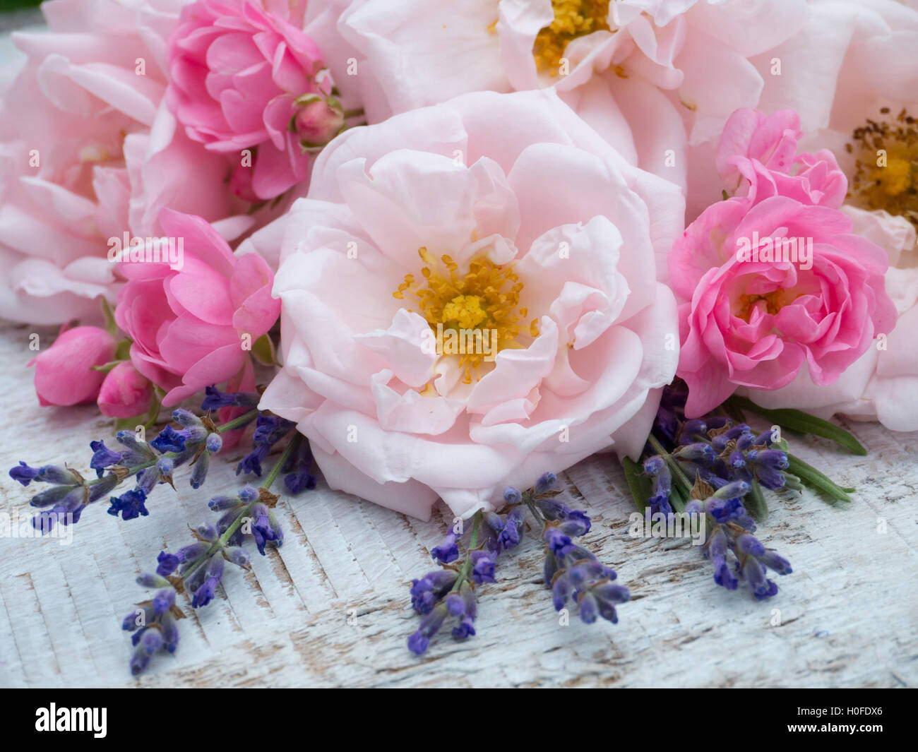 Rose garden lavender pink roses hi-res stock photography and images - Alamy