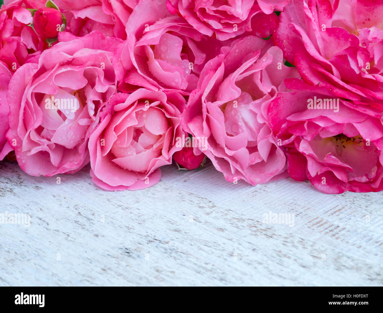 Pink curly roses bouquet on the rustic white painted background Stock ...