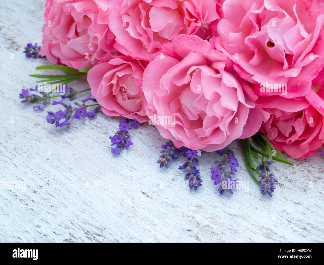 Rose garden lavender pink roses hi-res stock photography and images - Alamy