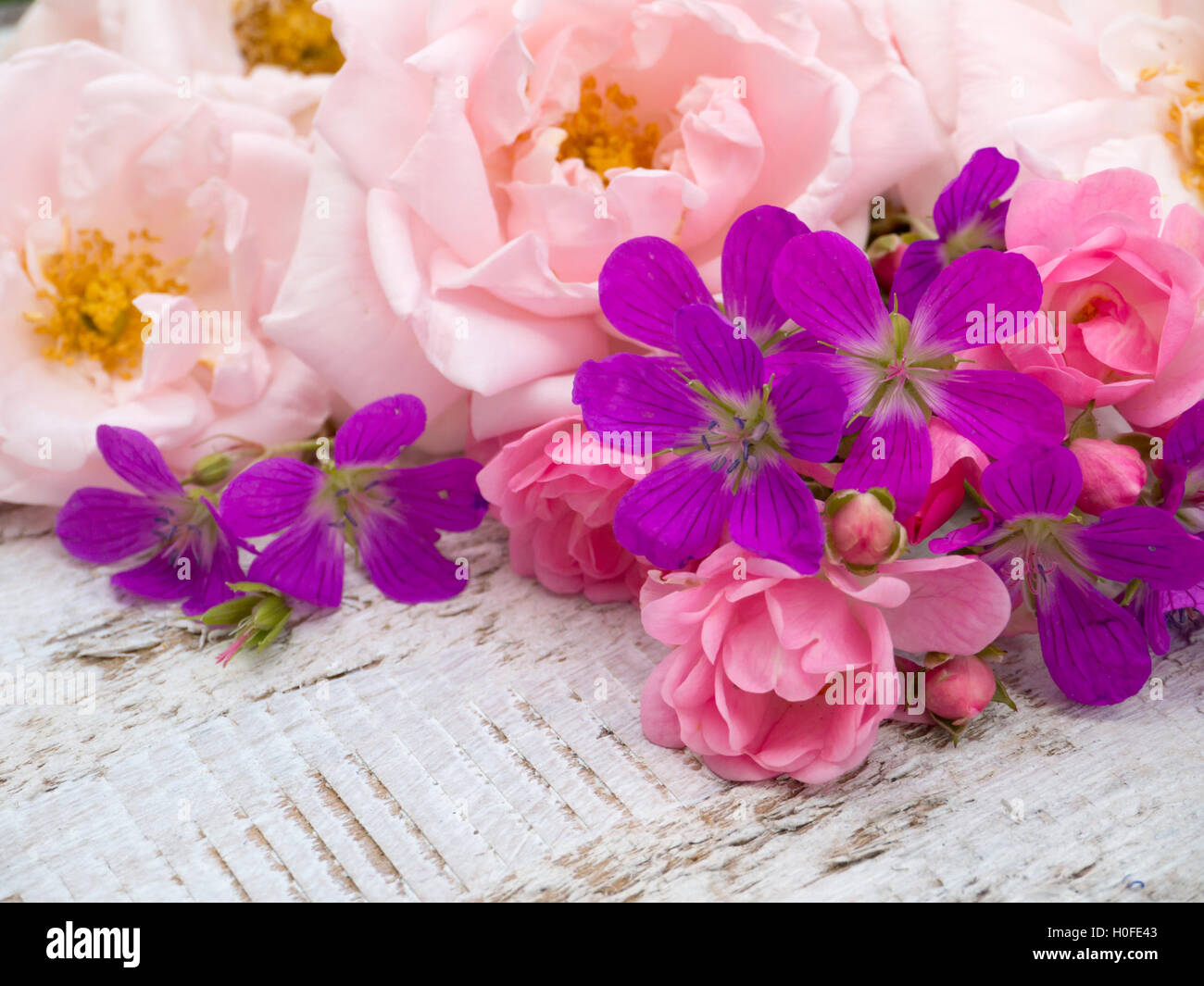 Geranium pratense and roses hi-res stock photography and images - Alamy