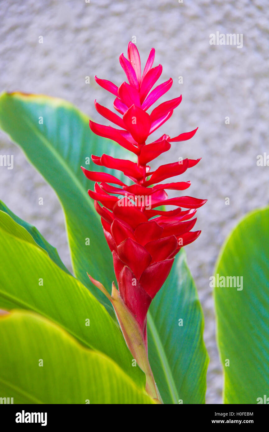 Tropical red Ginger flower in the Seychelles Stock Photo - Alamy
