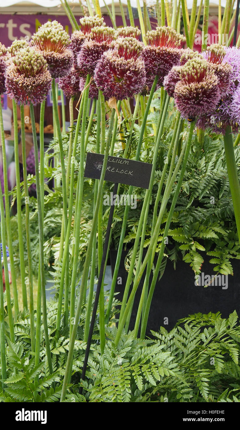 Group of Allium Forelock, growing in pots, in full flower at Tatton ...
