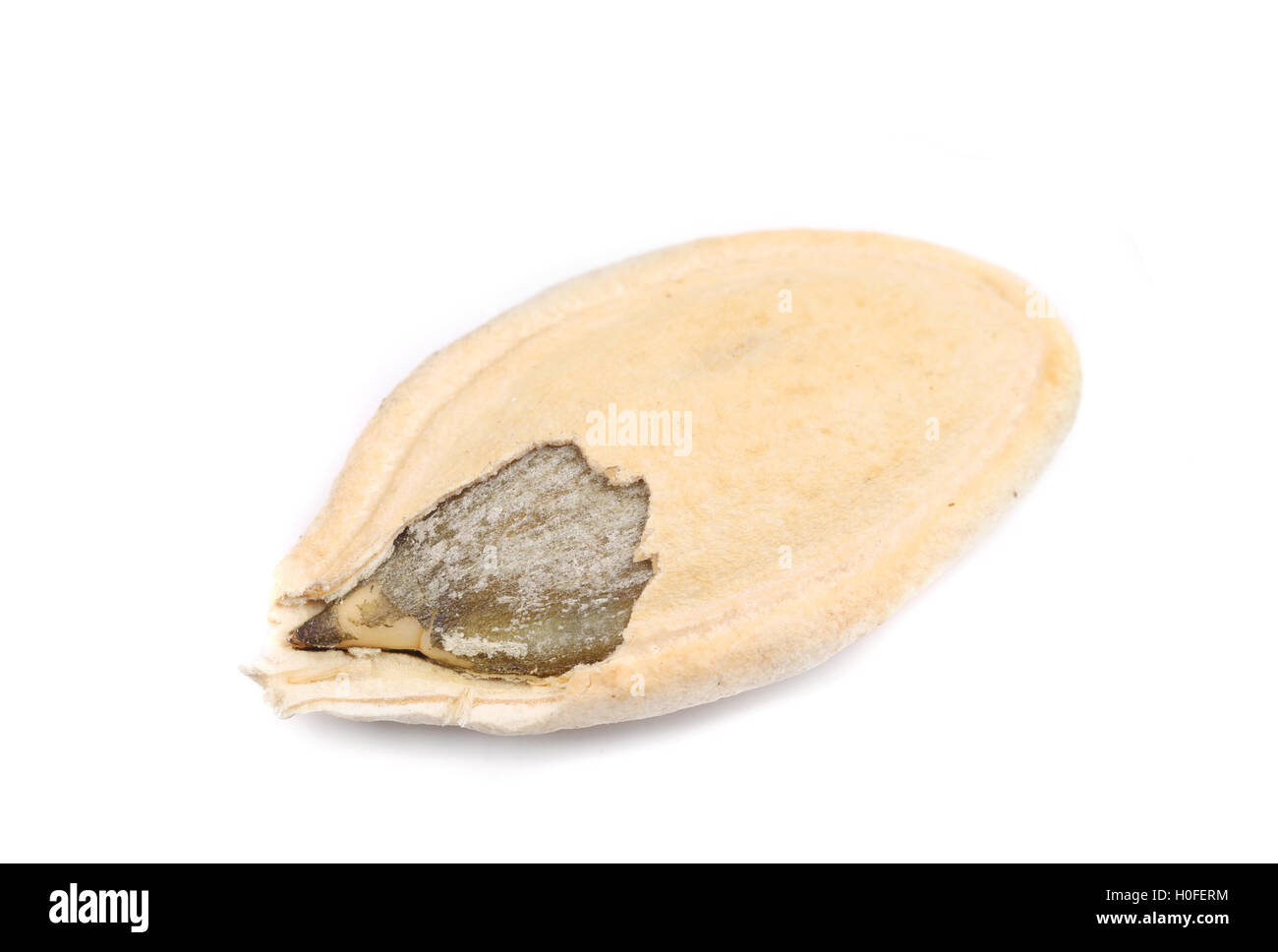 One dry pumpkin seed Stock Photo - Alamy