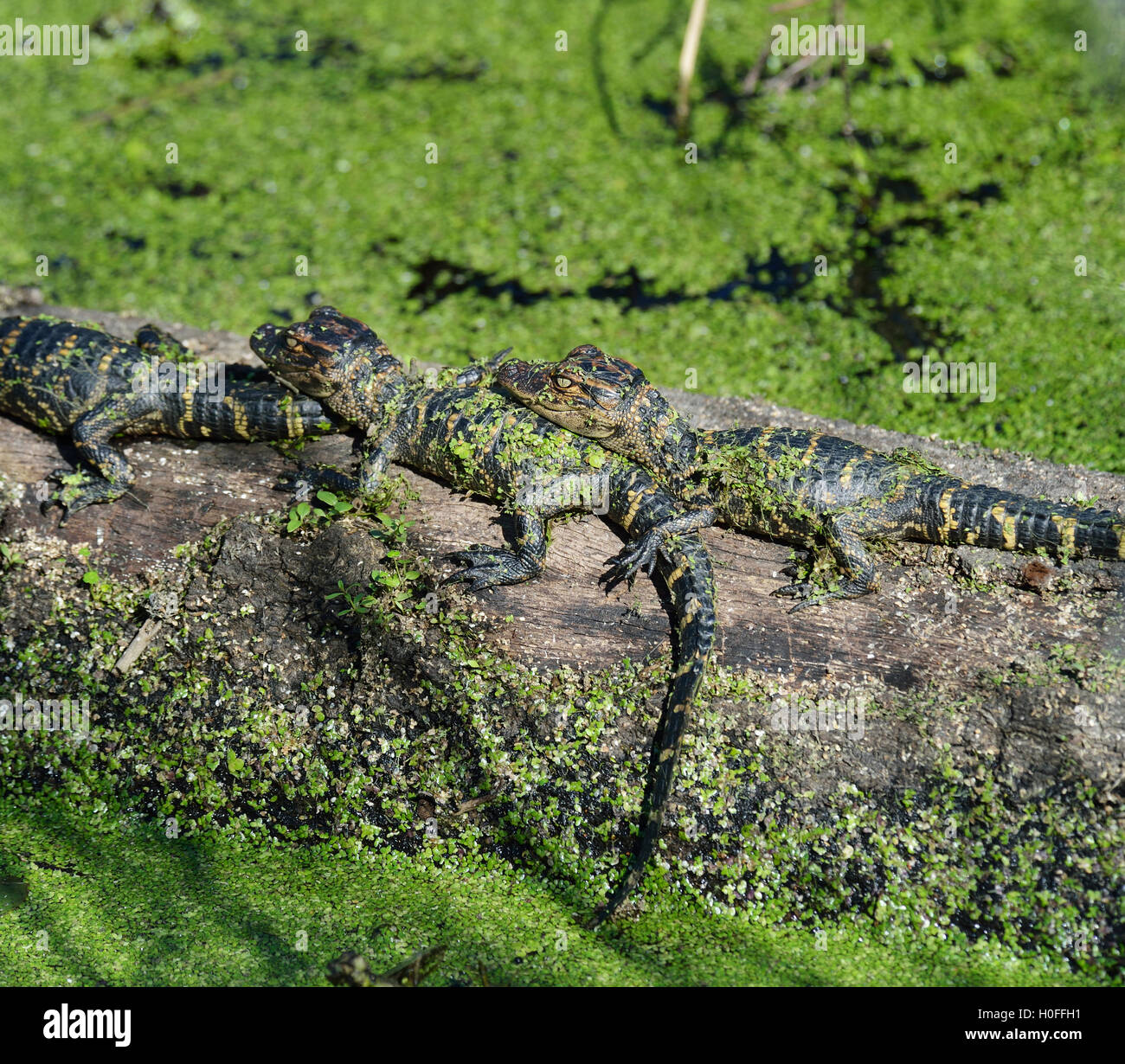 Alligators log hi-res stock photography and images - Alamy