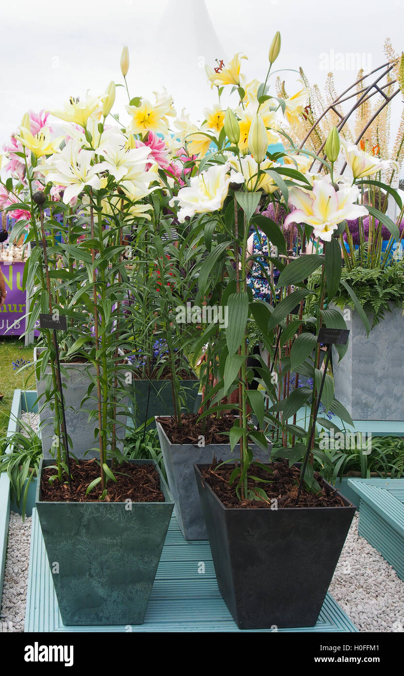 White, yellow and pink oriental lilies flowering in pots at the RHS ...