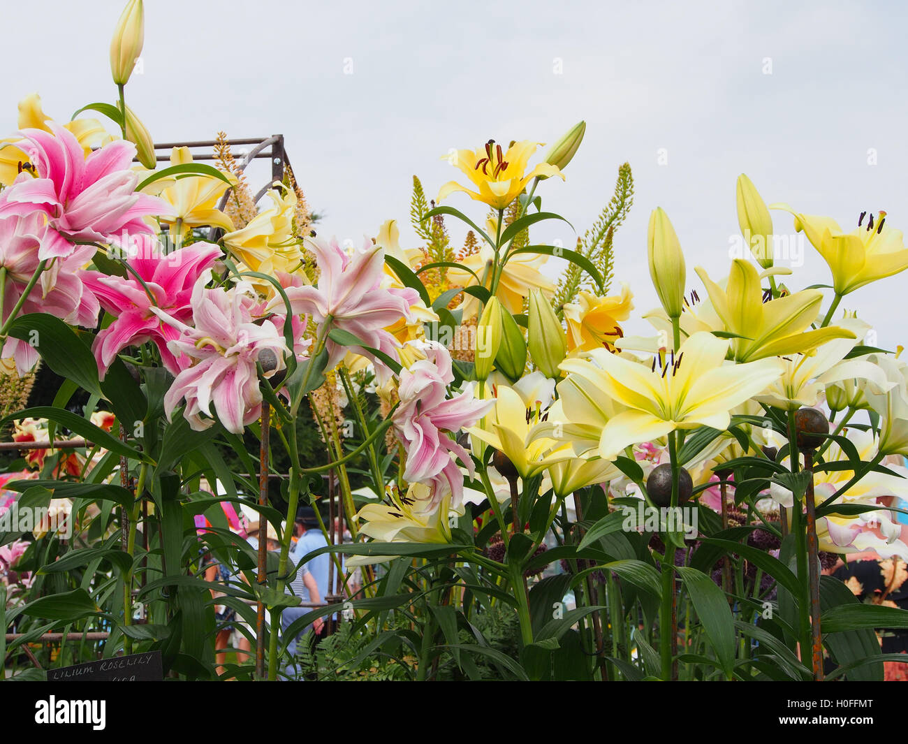 Pink lily pot hi-res stock photography and images - Alamy