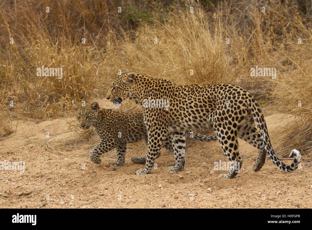 Leopard adult cub hi-res stock photography and images - Alamy