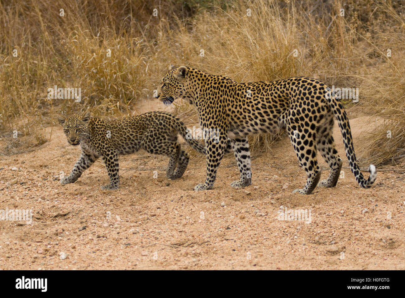Leopard and Cub Stock Photo - Alamy