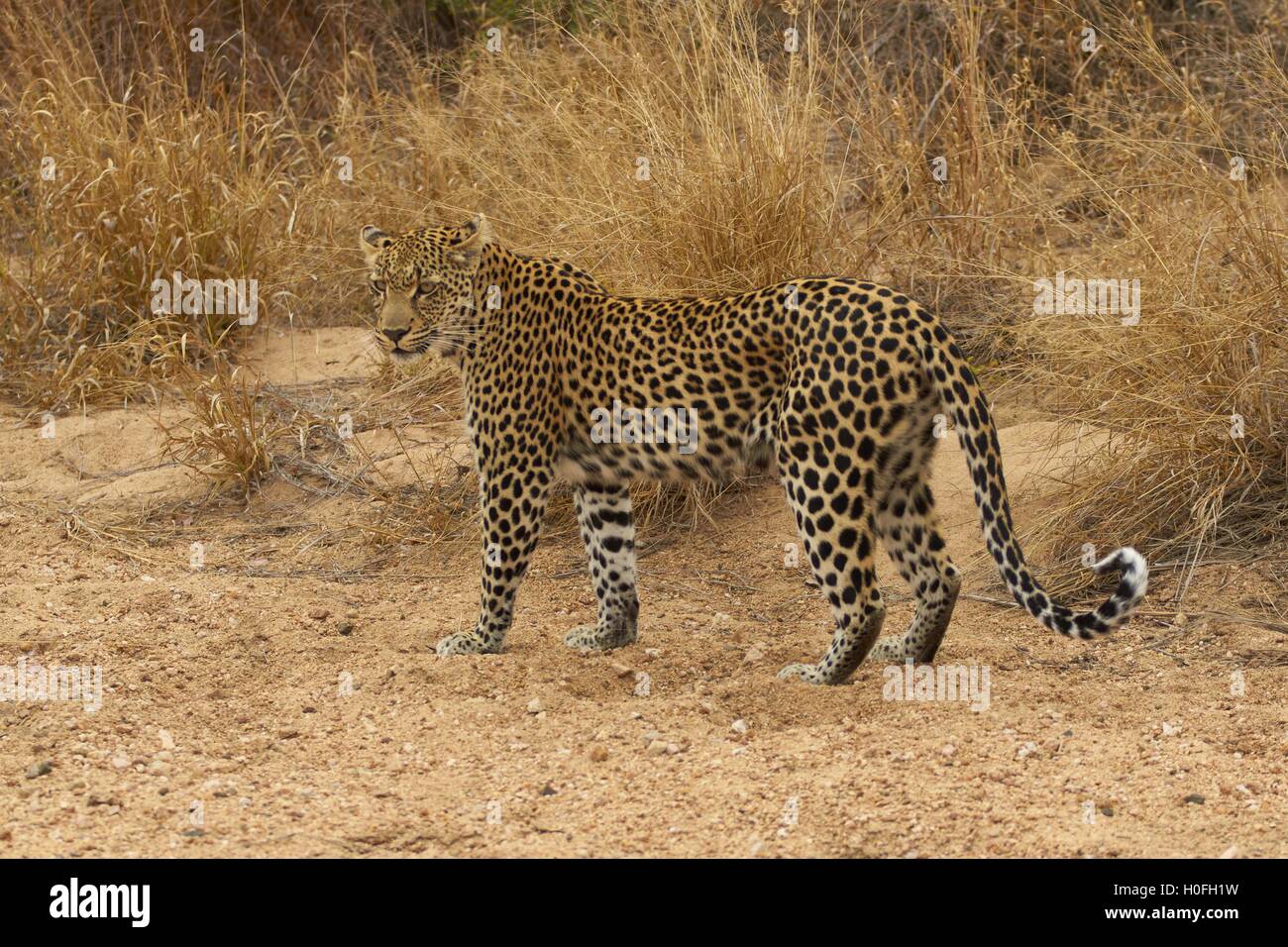 Female leopard (Panthera pardus Stock Photo - Alamy