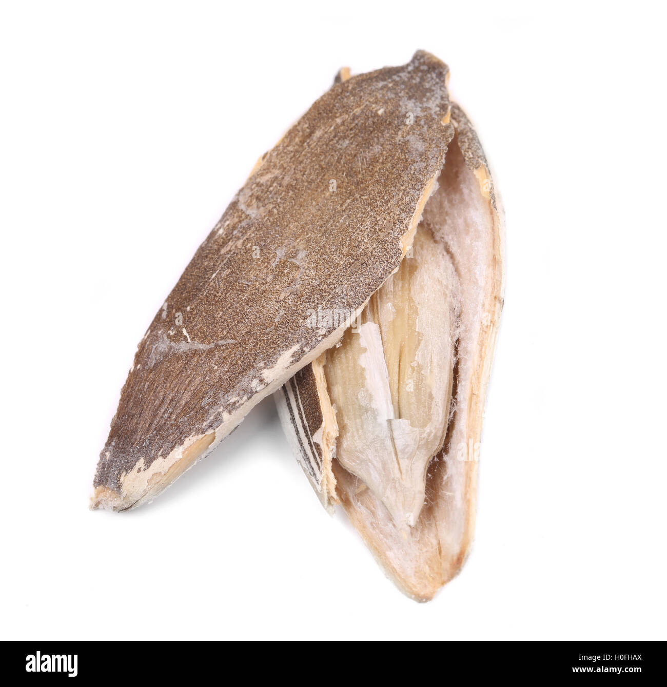 Open sunflower seed Stock Photo - Alamy