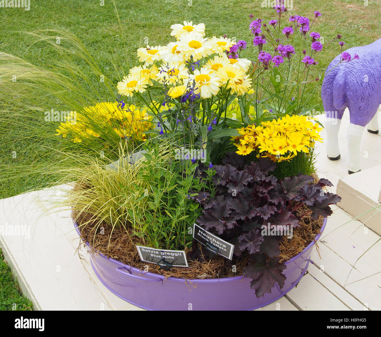 Display of various yellow and purple flowers growing in a lilac metal ...