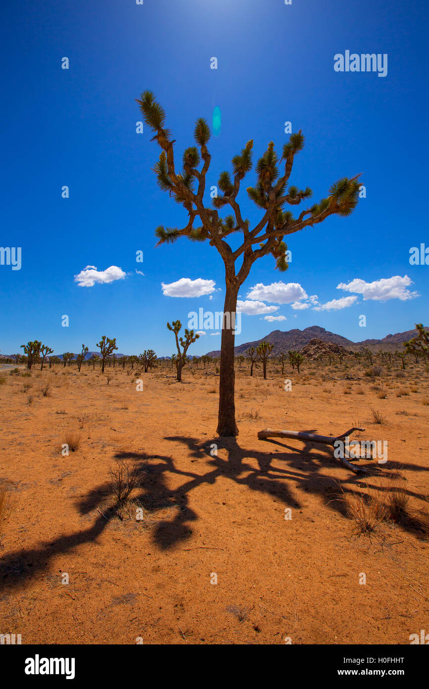 Joshua Tree National Park Yucca Valley Mohave desert California Stock ...