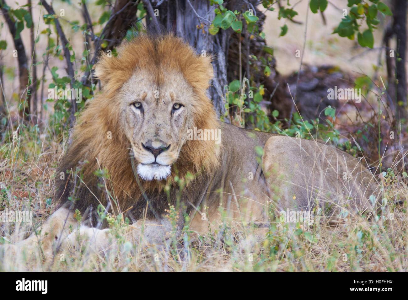 Male African Lion (Panthera leo Stock Photo - Alamy Male African Lion (Panthera leo Stock Photo - Alamy