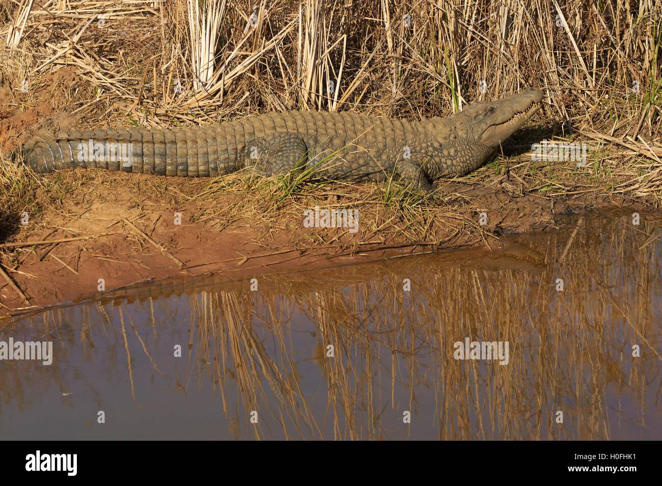 Nile Crocodile (Crocodylus Niloticus Stock Photo - Alamy