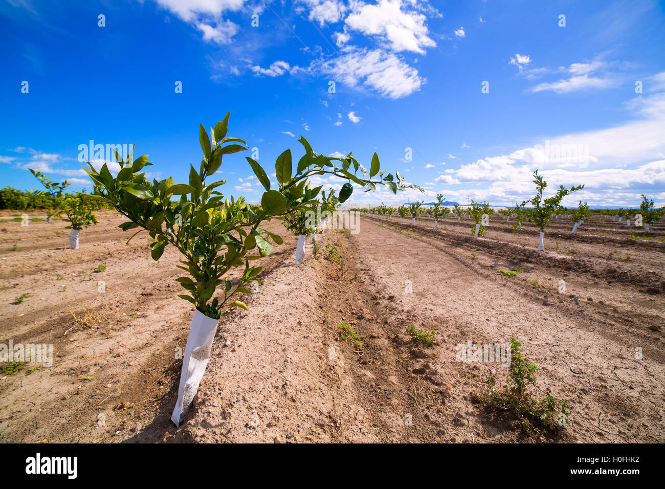 Orange tree sprouts with trunk protected against rodents Stock Photo ...