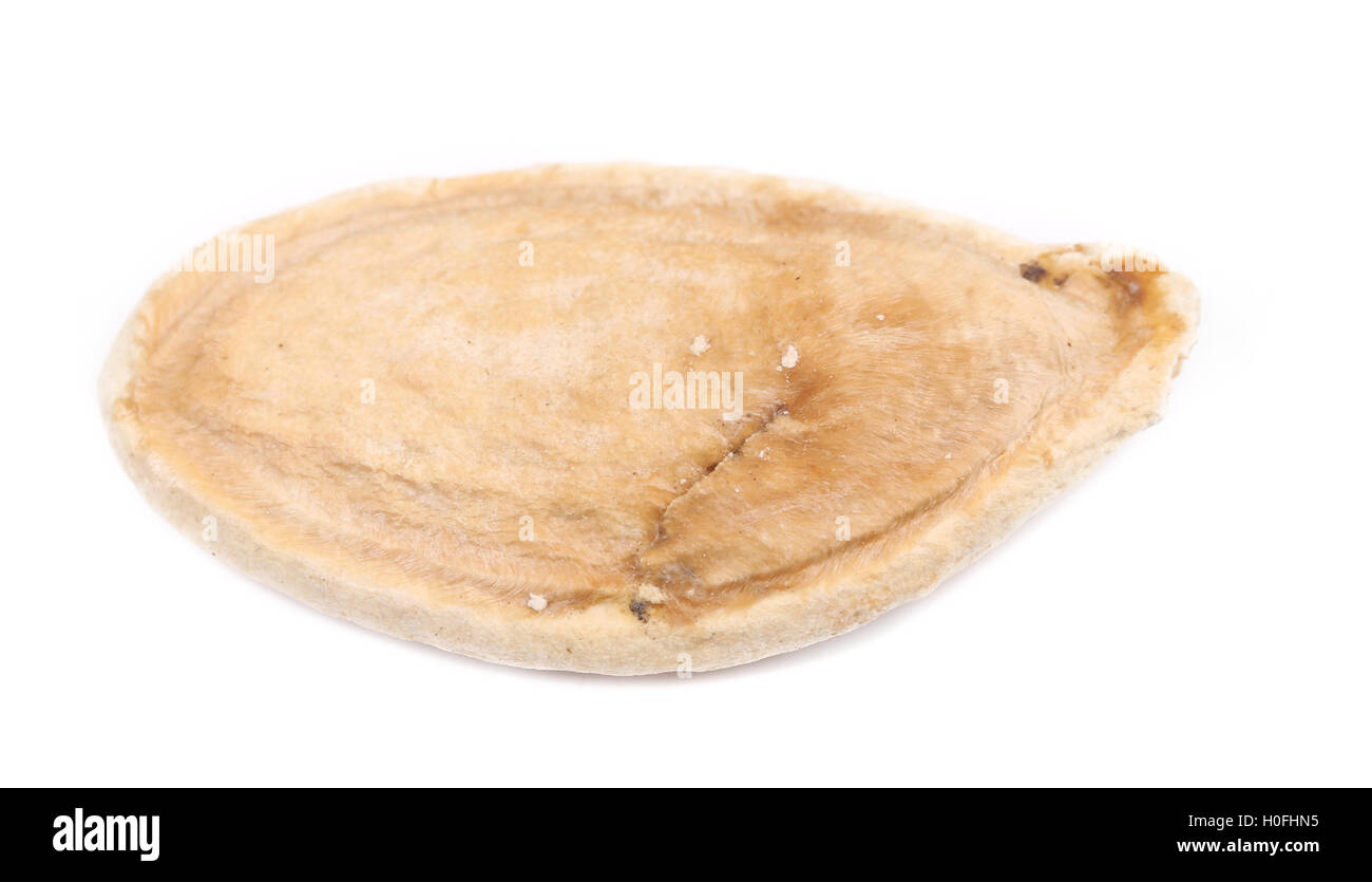 One dry pumpkin seed Stock Photo - Alamy