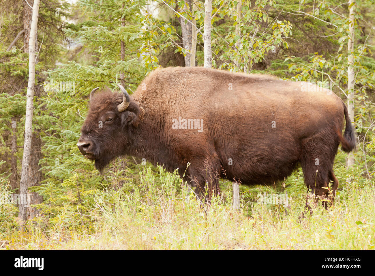 Male wood buffalo Bison bison athabascae grazing Stock Photo - Alamy