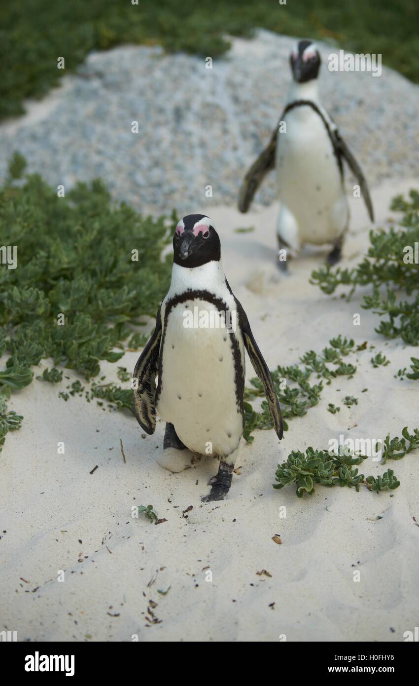 African penguins sand boulders beach hi-res stock photography and ...