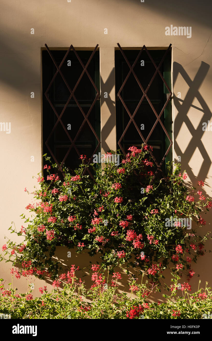 old windows with flowers in a fading light Stock Photo - Alamy
