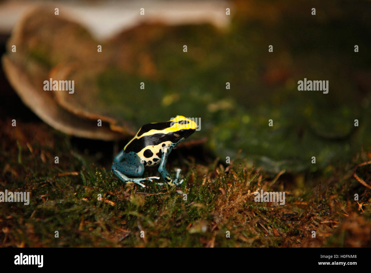 Orange and blue poison dart frog hi-res stock photography and images ...