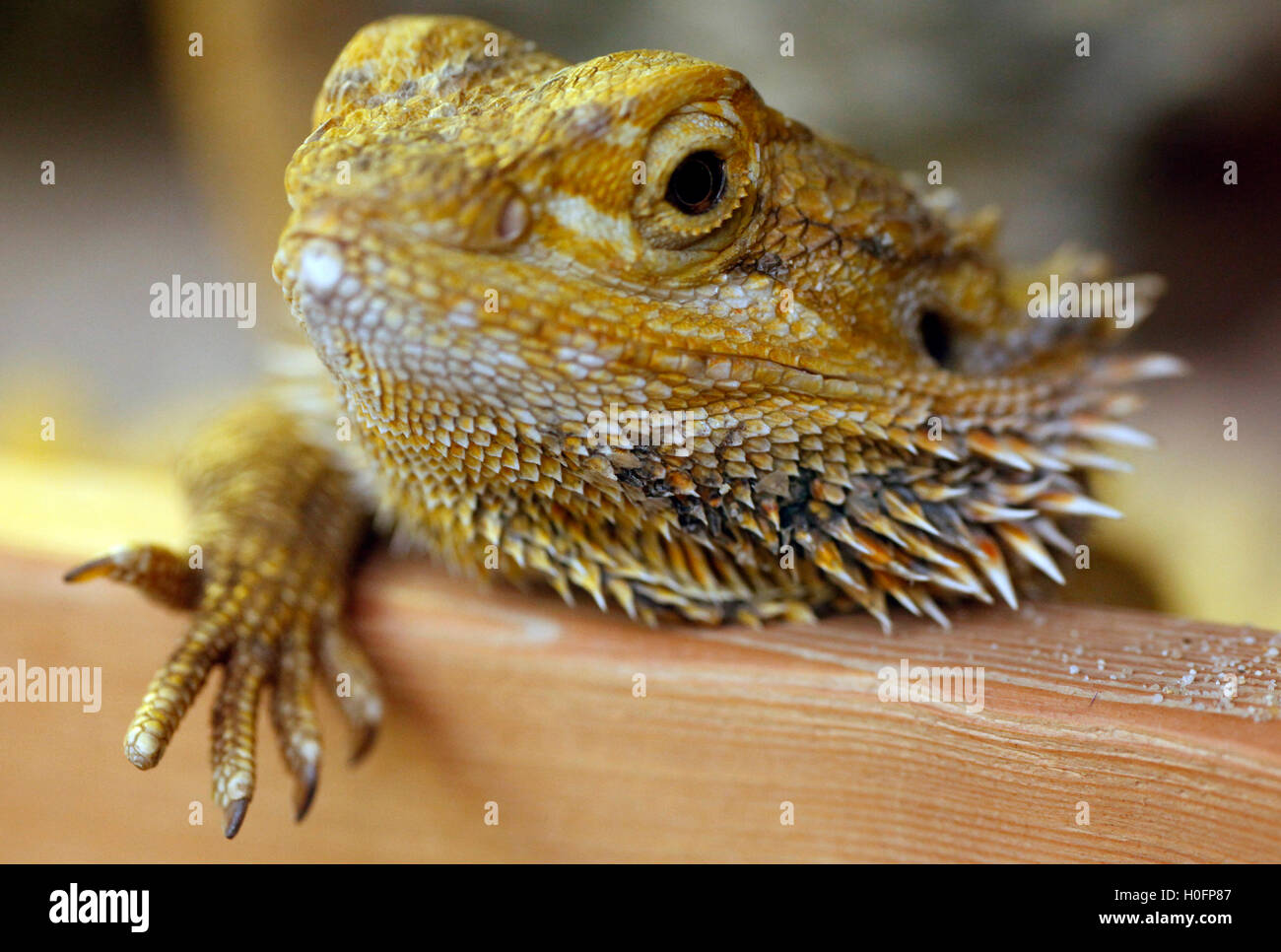 Common colored lizard hi-res stock photography and images - Alamy