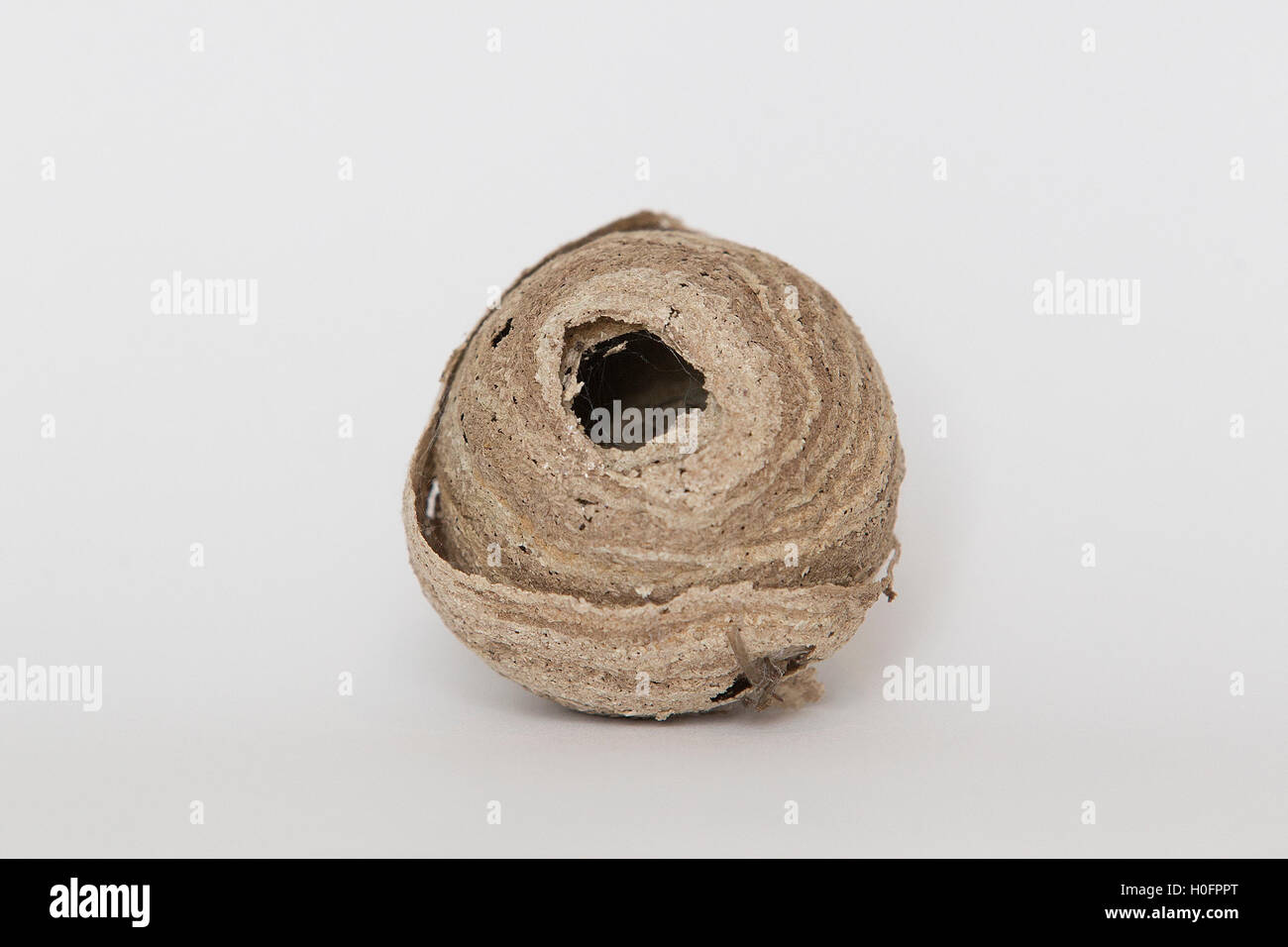 Empty Wasp Nest High Resolution Stock Photography and Images - Alamy