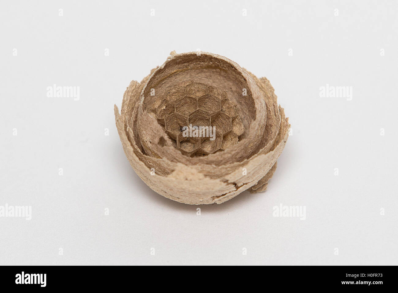Honeycomb structure wasp nest hi-res stock photography and images - Alamy