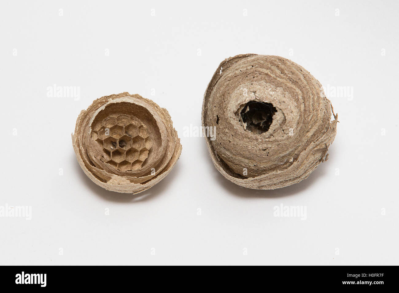 Honeycomb structure wasp nest hi-res stock photography and images - Alamy