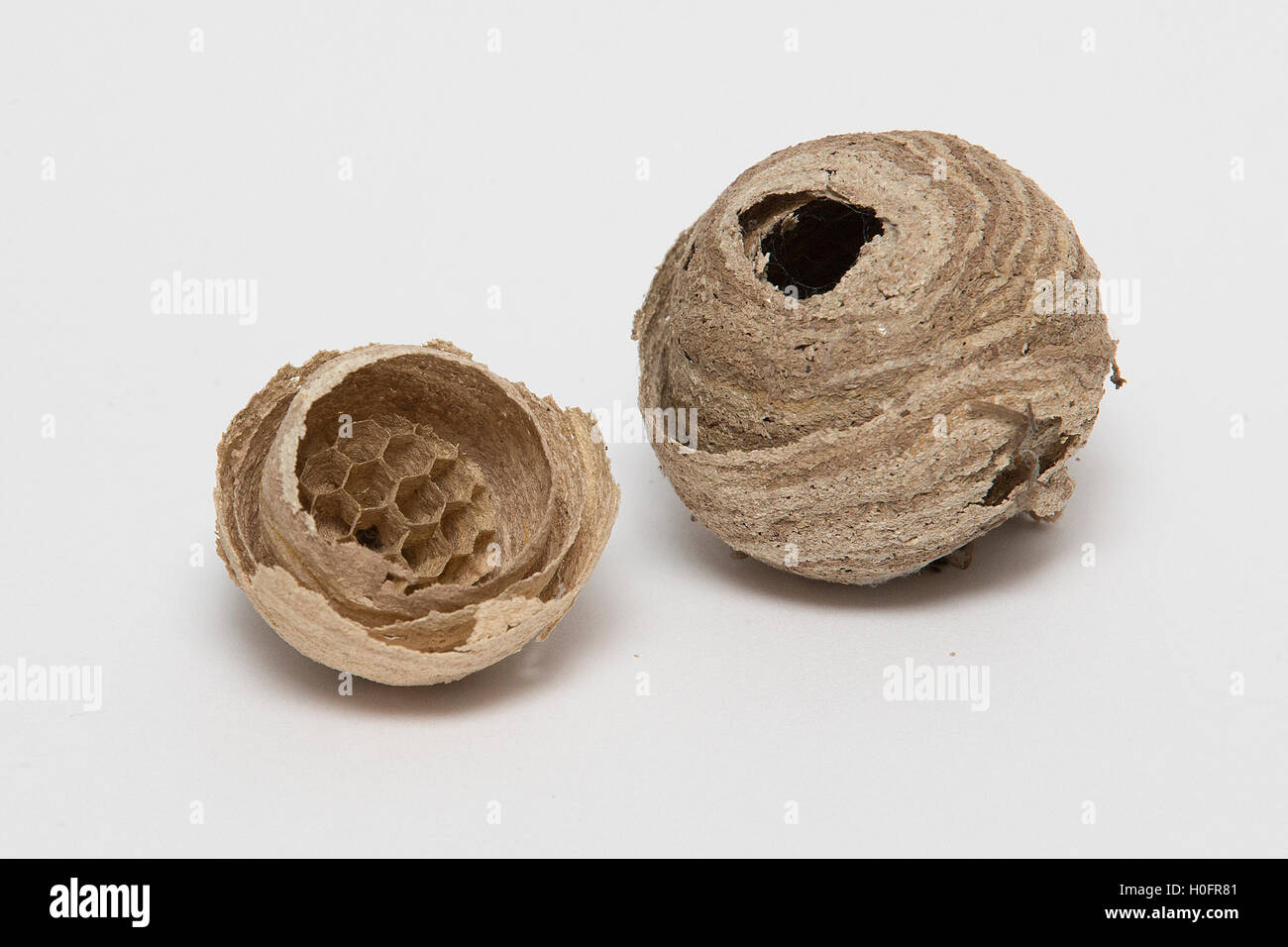 Honeycomb structure wasp nest hi-res stock photography and images - Alamy