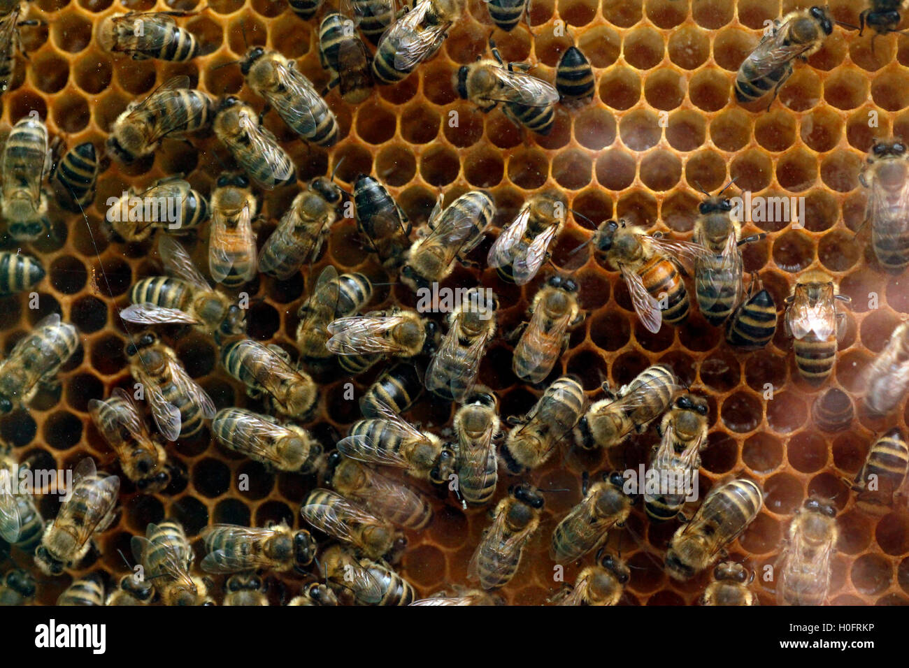 Bees on a comb frame making fresh honey Stock Photo - Alamy