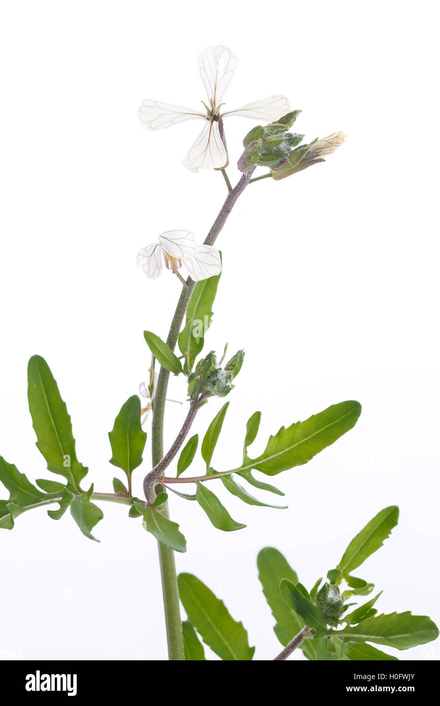 Arugula or Rucola flowers blooming Stock Photo - Alamy