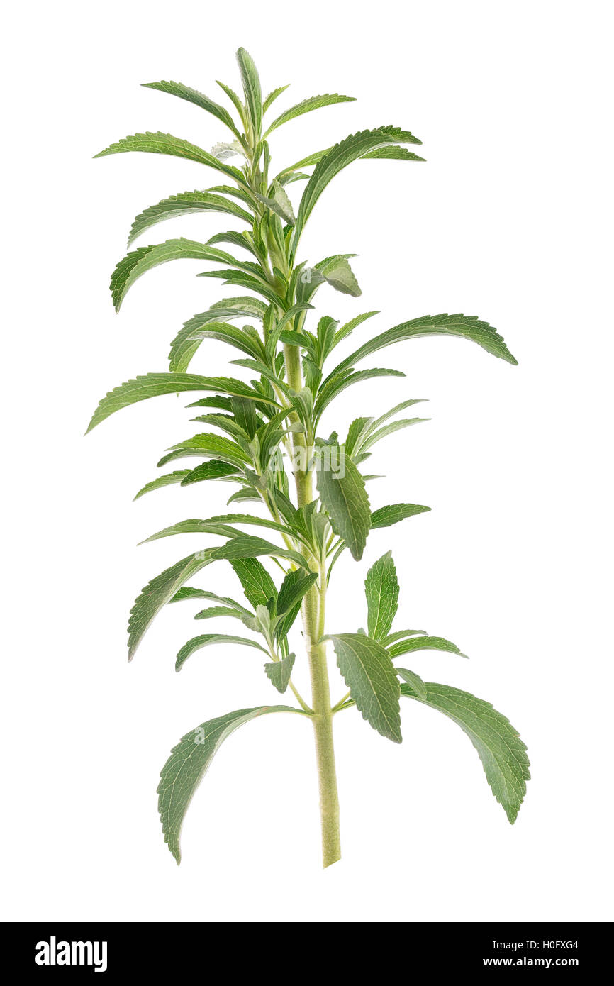 Stevia rebaudiana fresh plant Stock Photo - Alamy