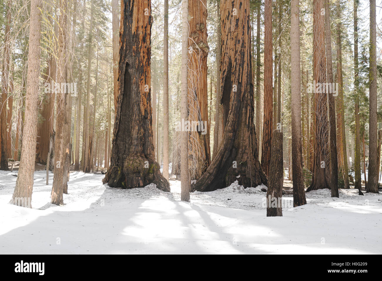 Snow covered ground of California's Sequoia National Park Stock Photo ...