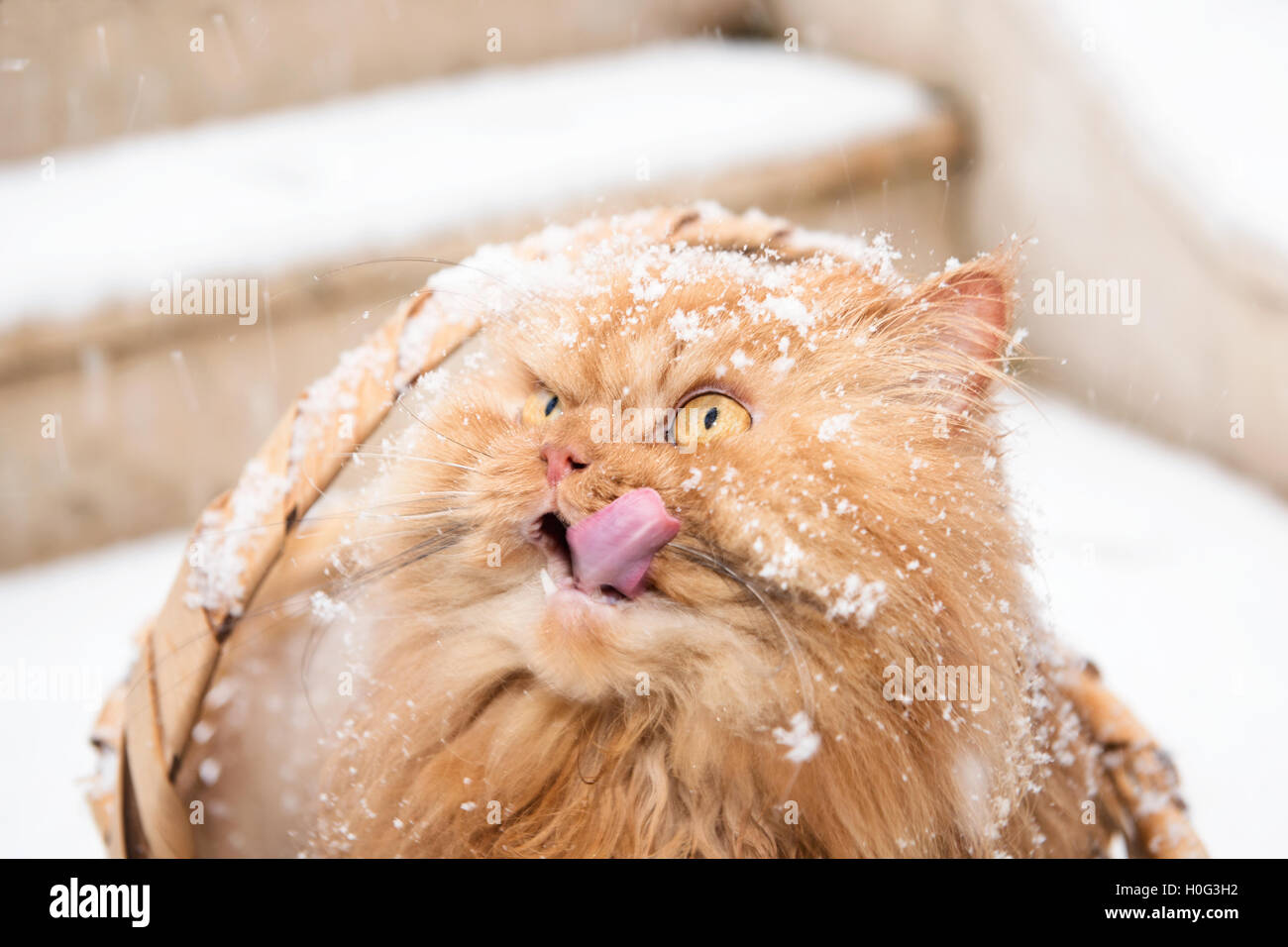 Orange Persian cat licking in snow Stock Photo - Alamy