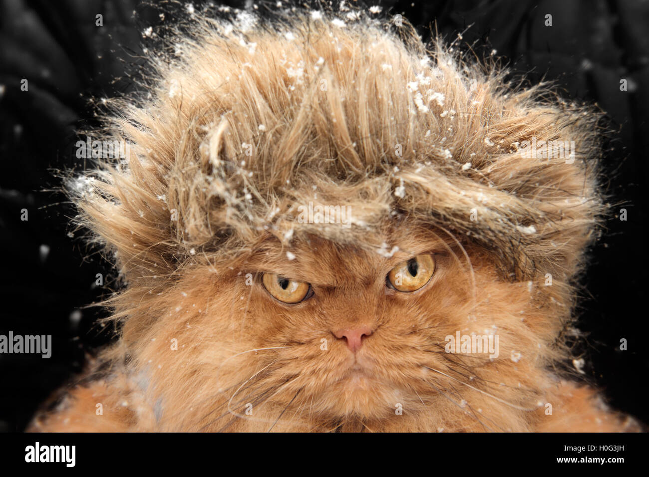 Persian cat wearing his winter hat Stock Photo - Alamy