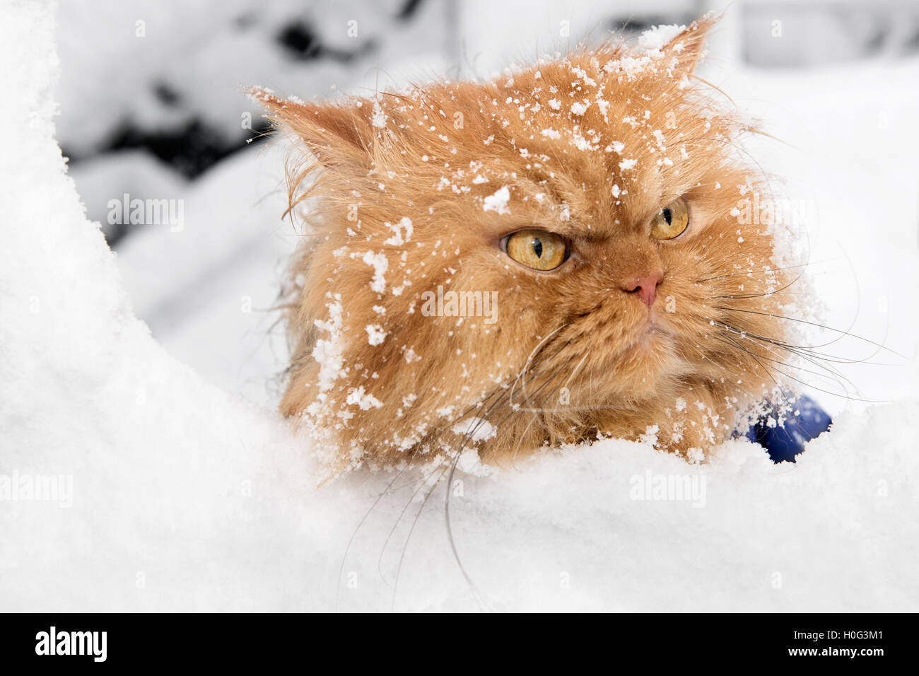 Portrait cat outdoors in hi-res stock photography and images - Alamy