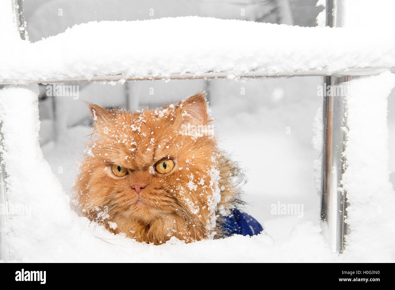 Portrait of orange Persian Cat in snow Stock Photo - Alamy