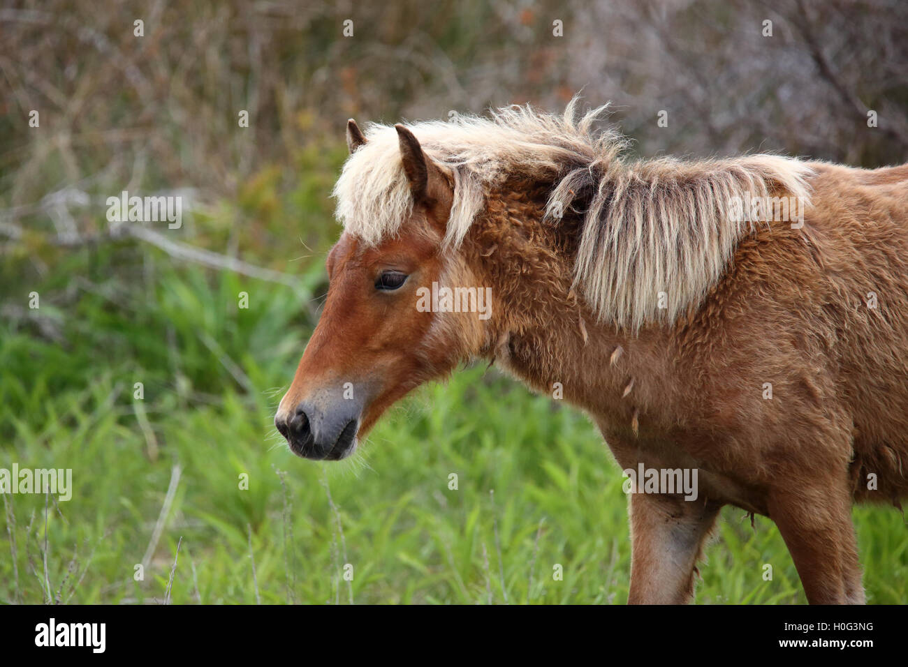 Wild Spanish mustangs of Shackleford Banks North Carolina Stock Photo ...