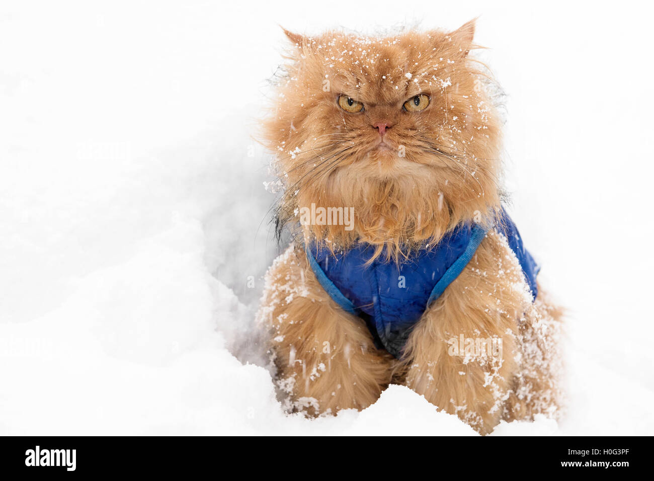 Orange Persian Cat in snow looking at camera Stock Photo - Alamy